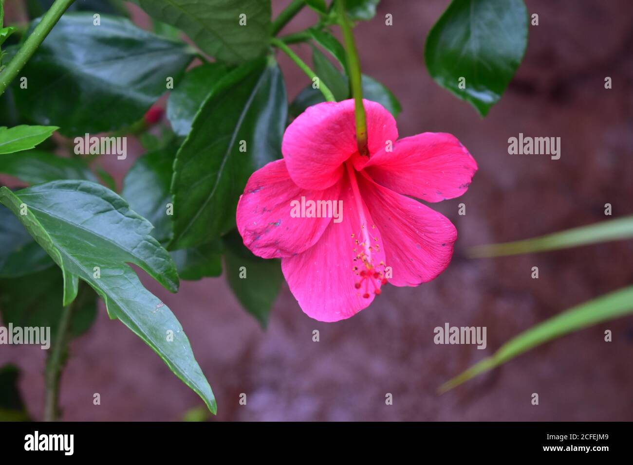 Five petal flower hi-res stock photography and images - Alamy