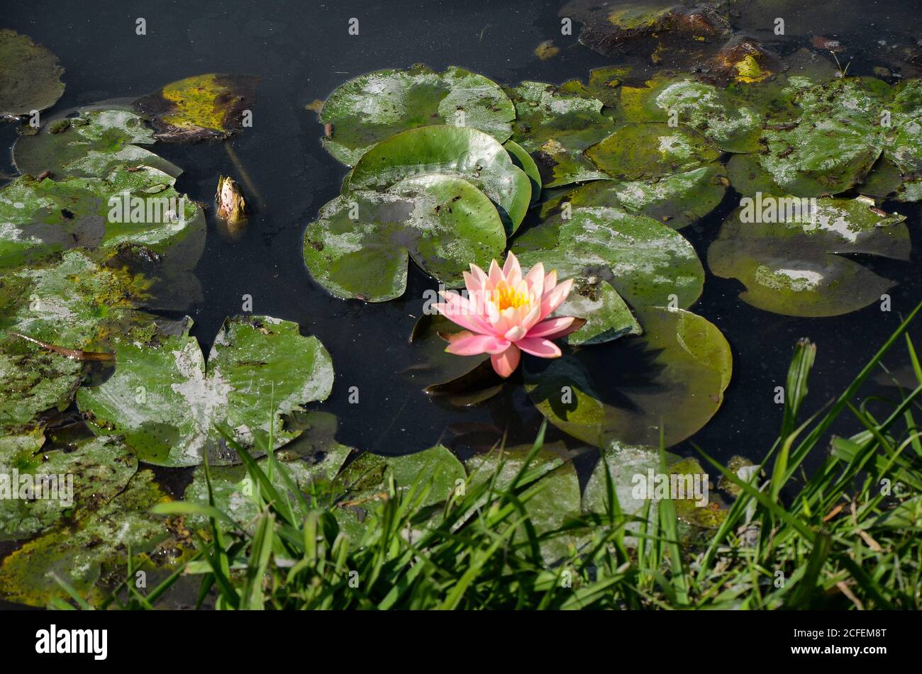 Water lily Nymphaea tetragona Stock Photo - Alamy