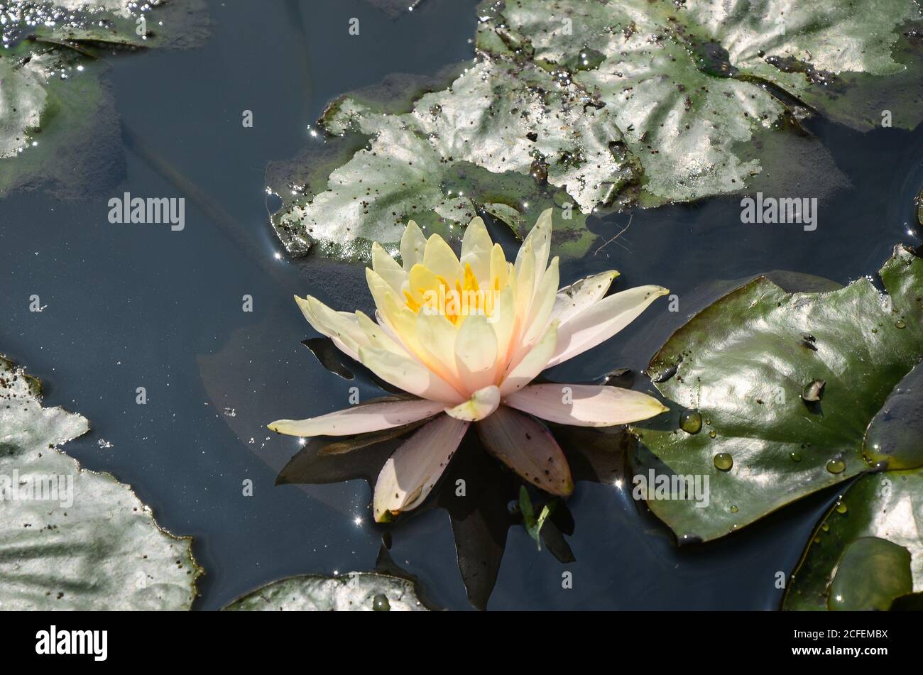 Water lily Nymphaea tetragona Stock Photo - Alamy