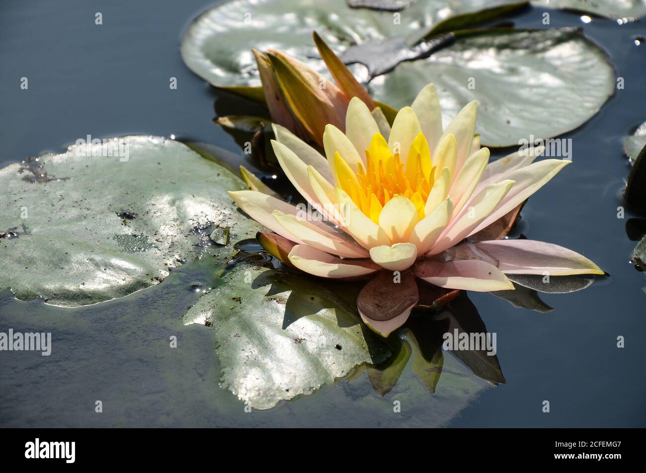 Nymphaea tetragona leaf hi-res stock photography and images - Alamy