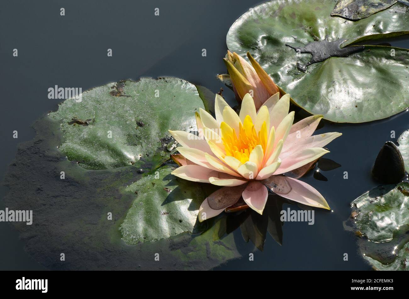 Water lily Nymphaea tetragona Stock Photo - Alamy