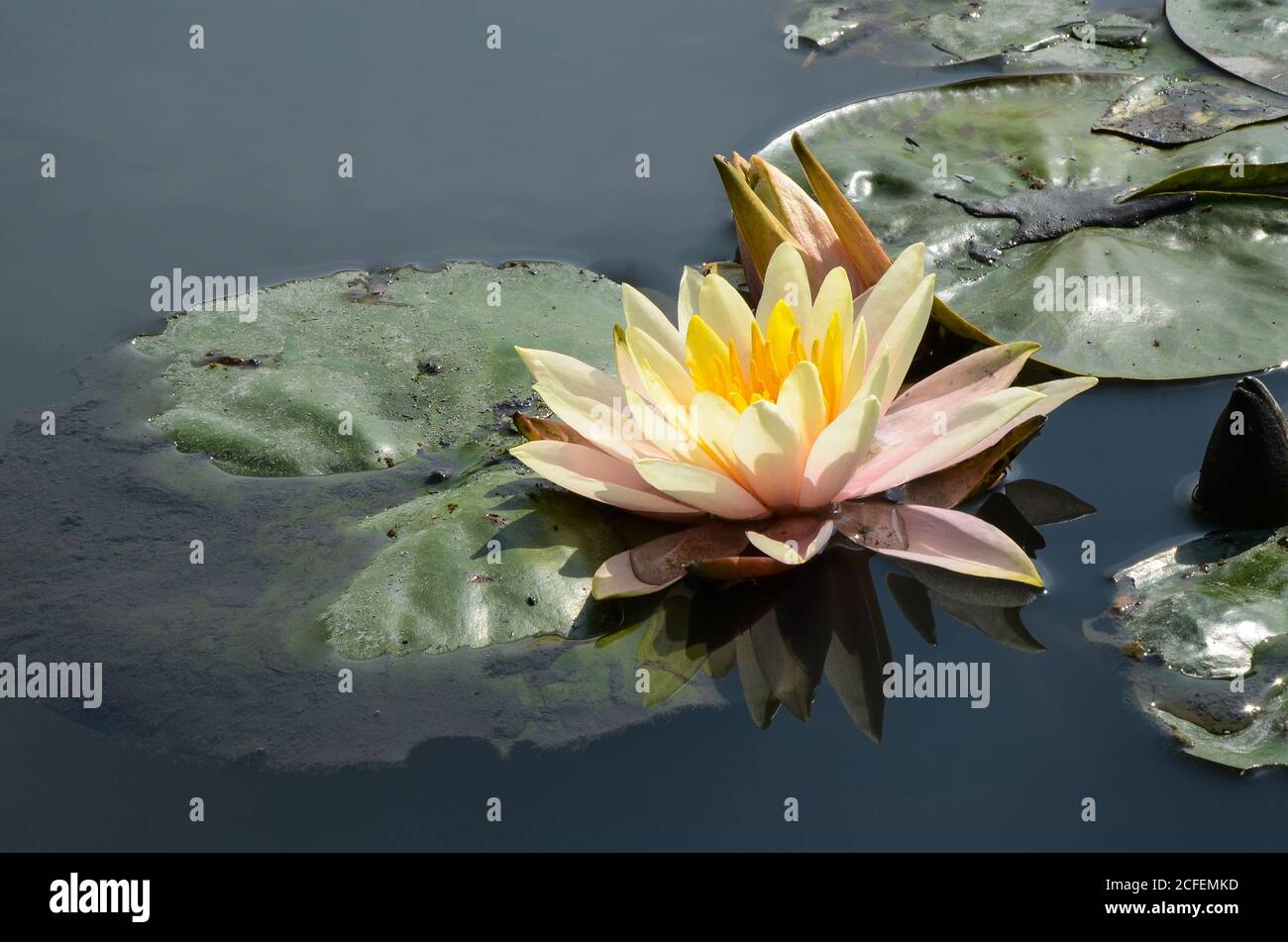 Water lily Nymphaea tetragona Stock Photo - Alamy