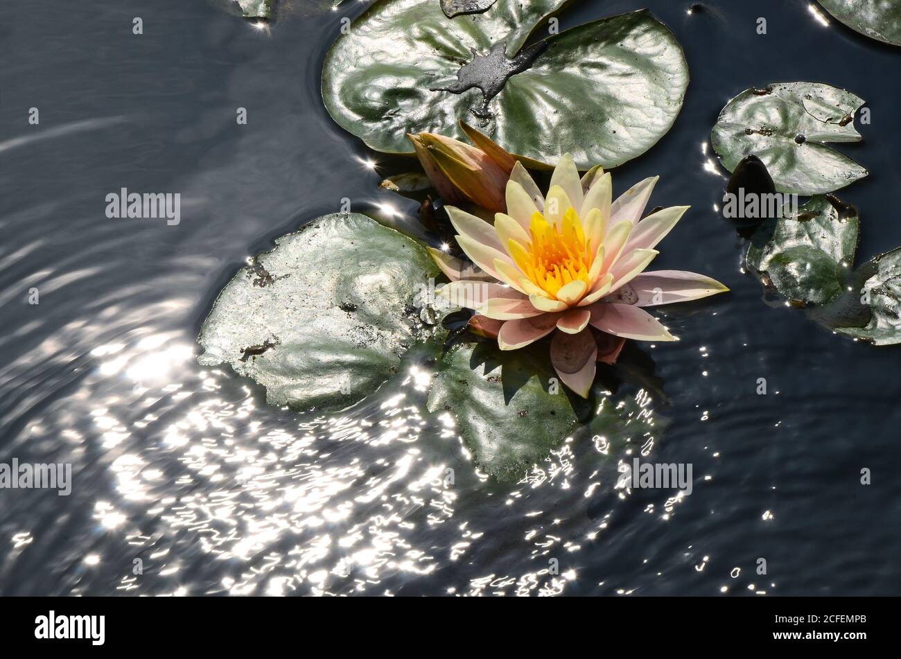 Nymphaea tetragona hi-res stock photography and images - Alamy