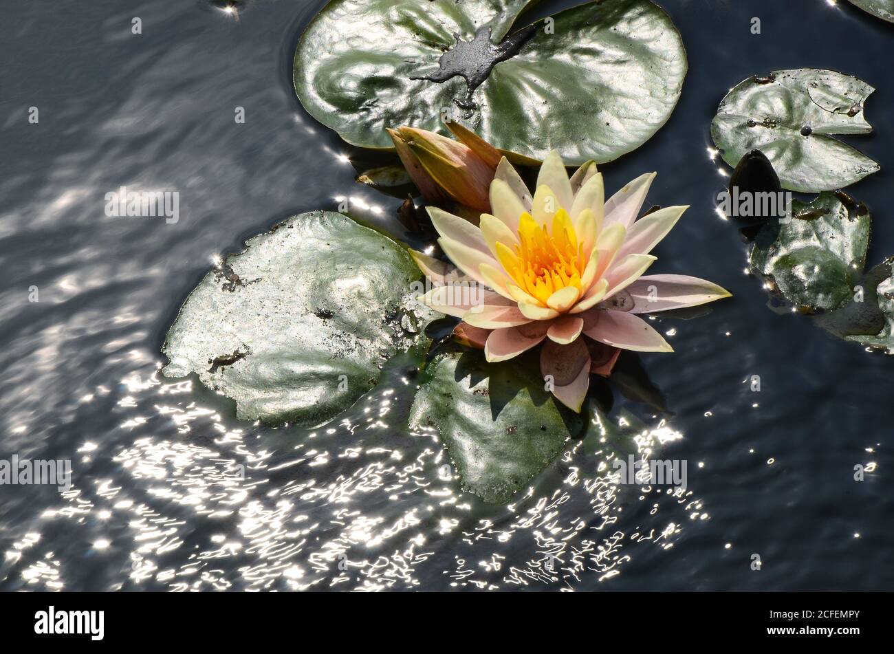Water lily Nymphaea tetragona Stock Photo - Alamy
