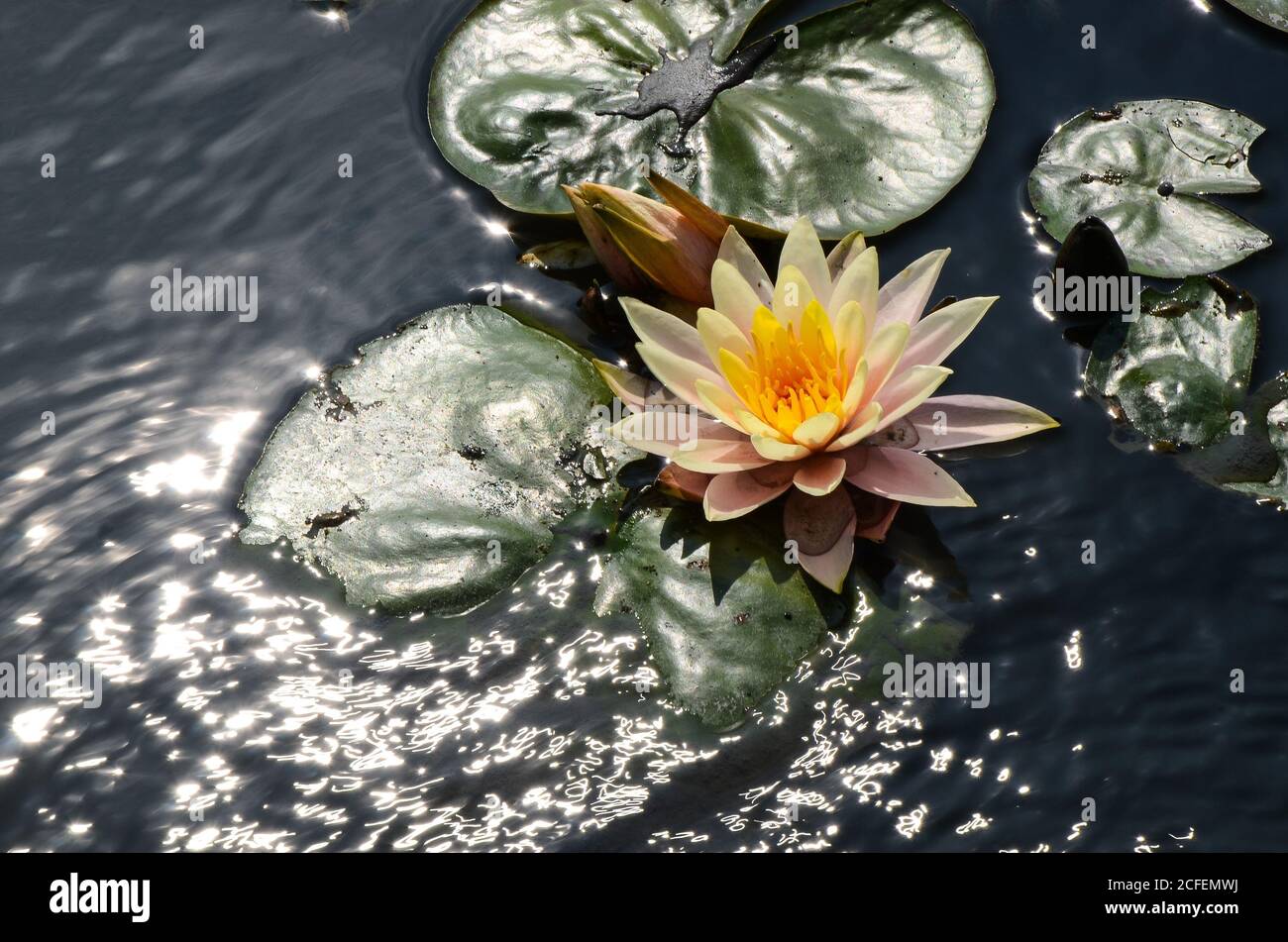 Water lily Nymphaea tetragona Stock Photo - Alamy
