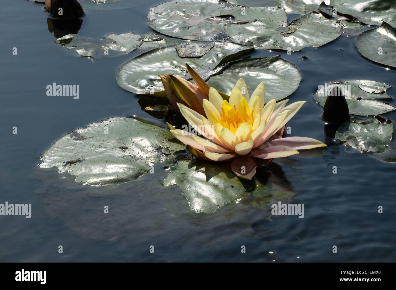 Water lily Nymphaea tetragona Stock Photo - Alamy