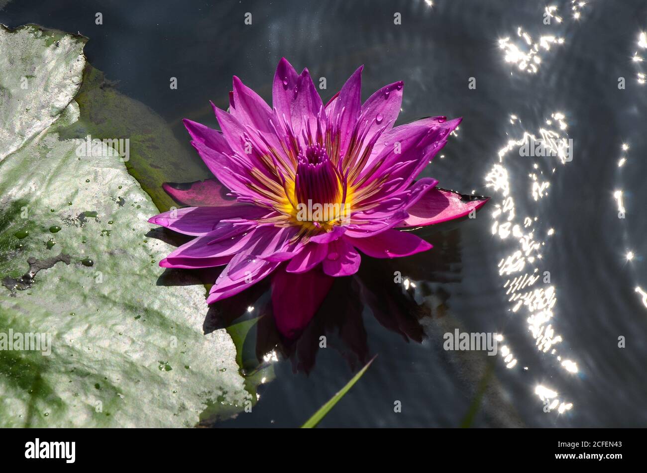 Water lily Nymphaea tetragona Stock Photo - Alamy