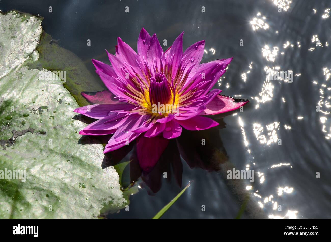 Water lily Nymphaea tetragona Stock Photo - Alamy