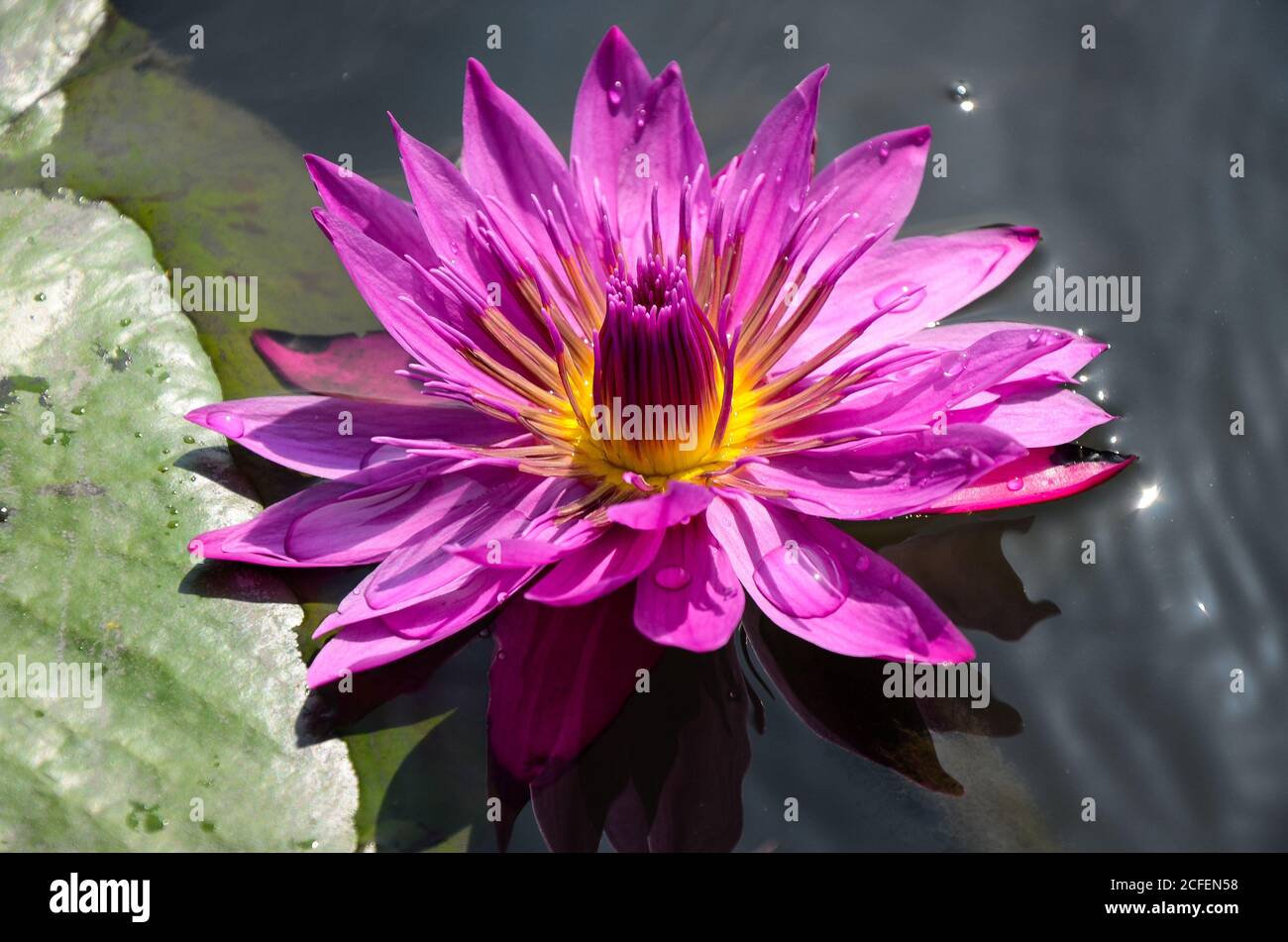 Water lily Nymphaea tetragona Stock Photo - Alamy