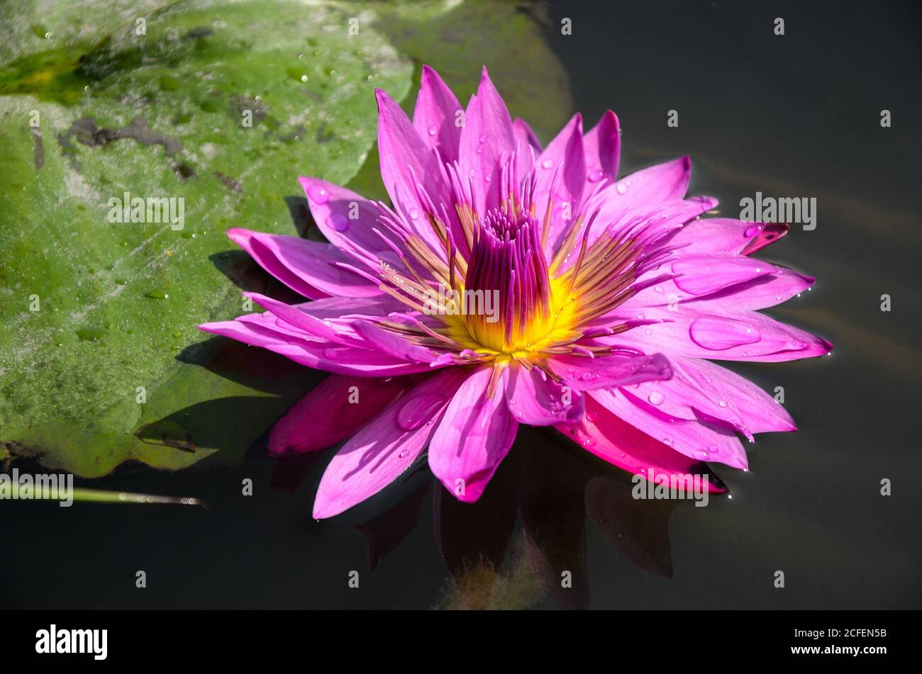 Water lily Nymphaea tetragona Stock Photo - Alamy
