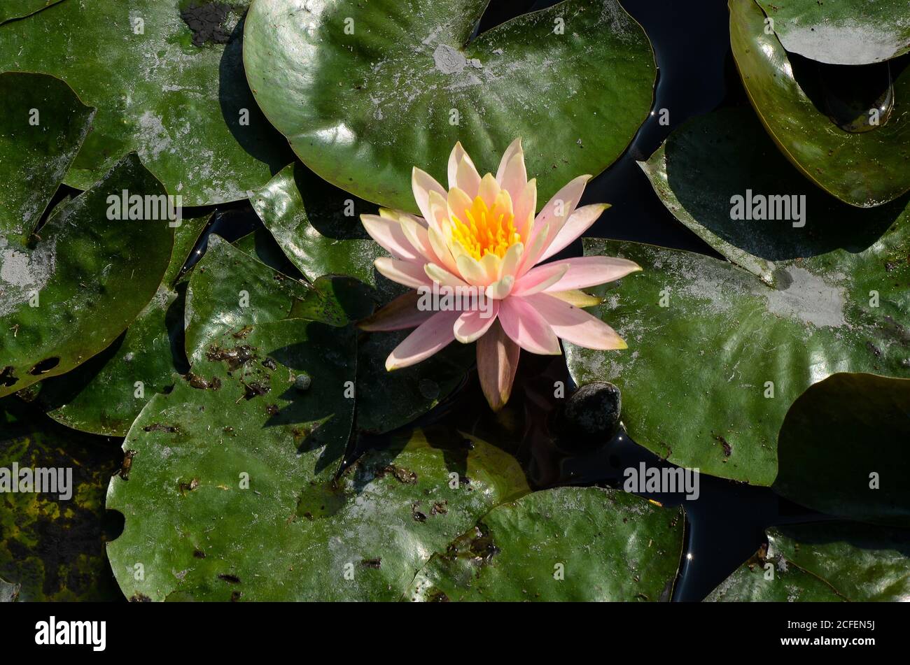 Water lily Nymphaea tetragona Stock Photo - Alamy