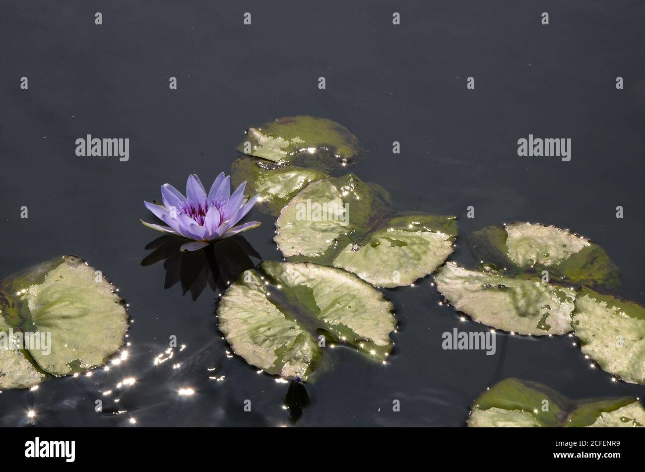 Nymphaea tetragona leaf hi-res stock photography and images - Alamy