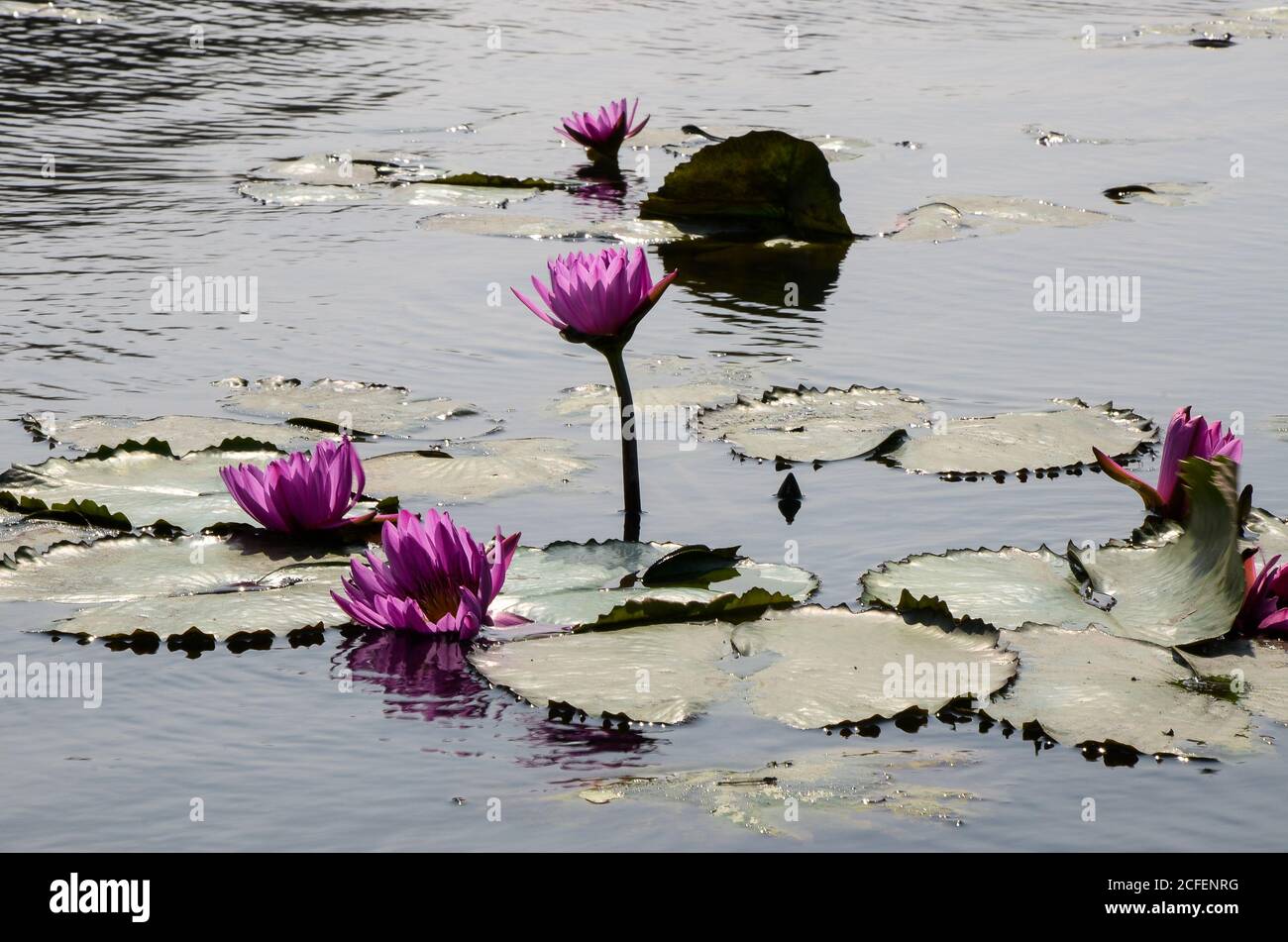 Water lily Nymphaea tetragona Stock Photo - Alamy