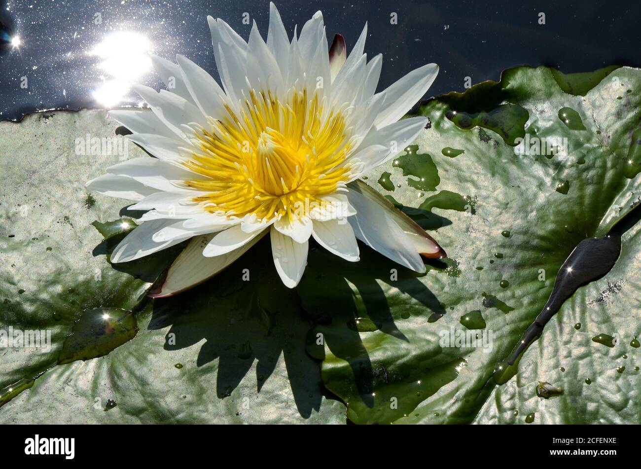 Water lily Nymphaea tetragona Stock Photo - Alamy