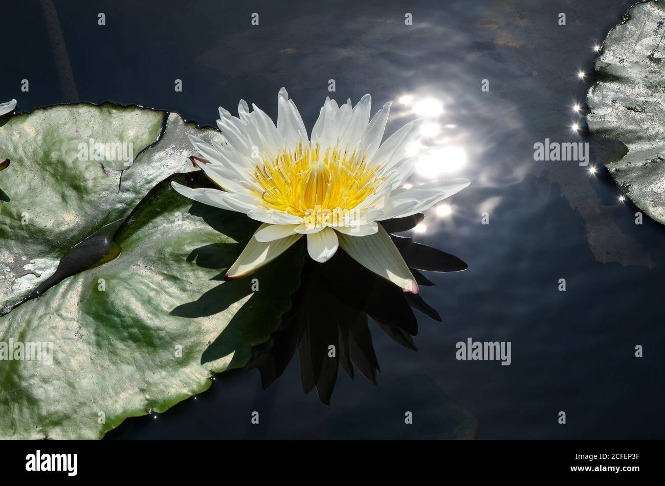 Water lily Nymphaea tetragona Stock Photo - Alamy