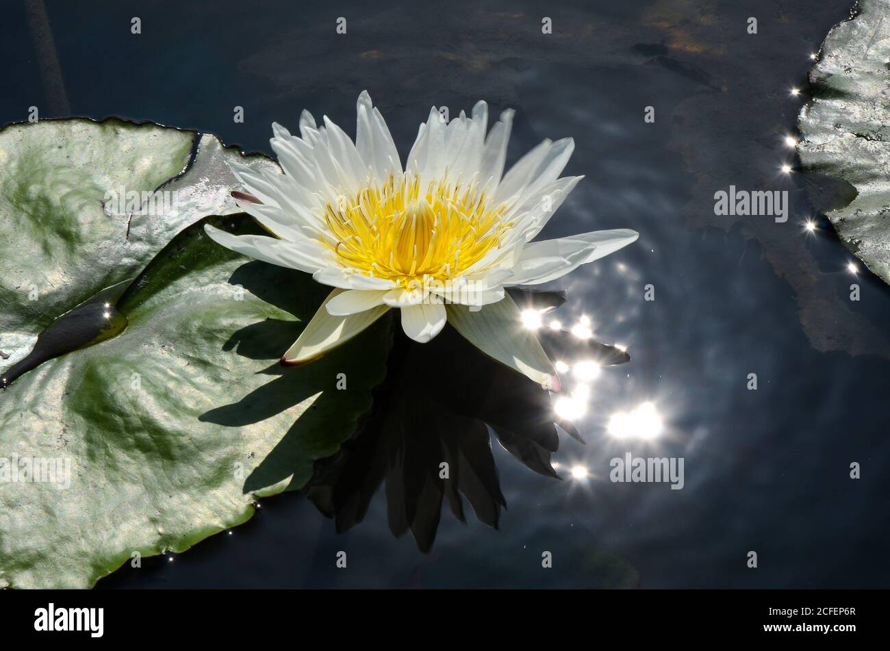Nymphaea tetragona leaf hi-res stock photography and images - Alamy