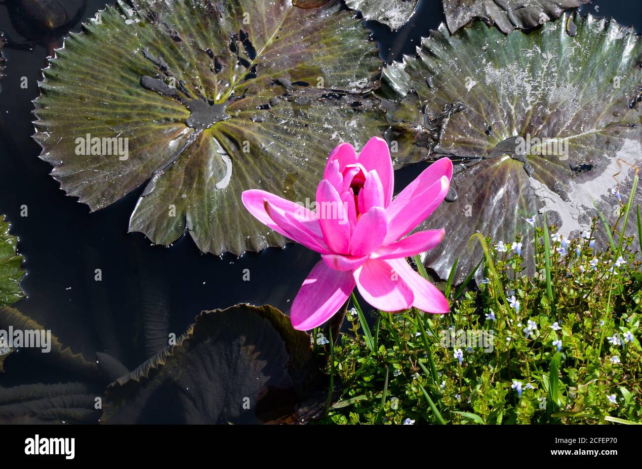 Water lily Nymphaea tetragona Stock Photo - Alamy