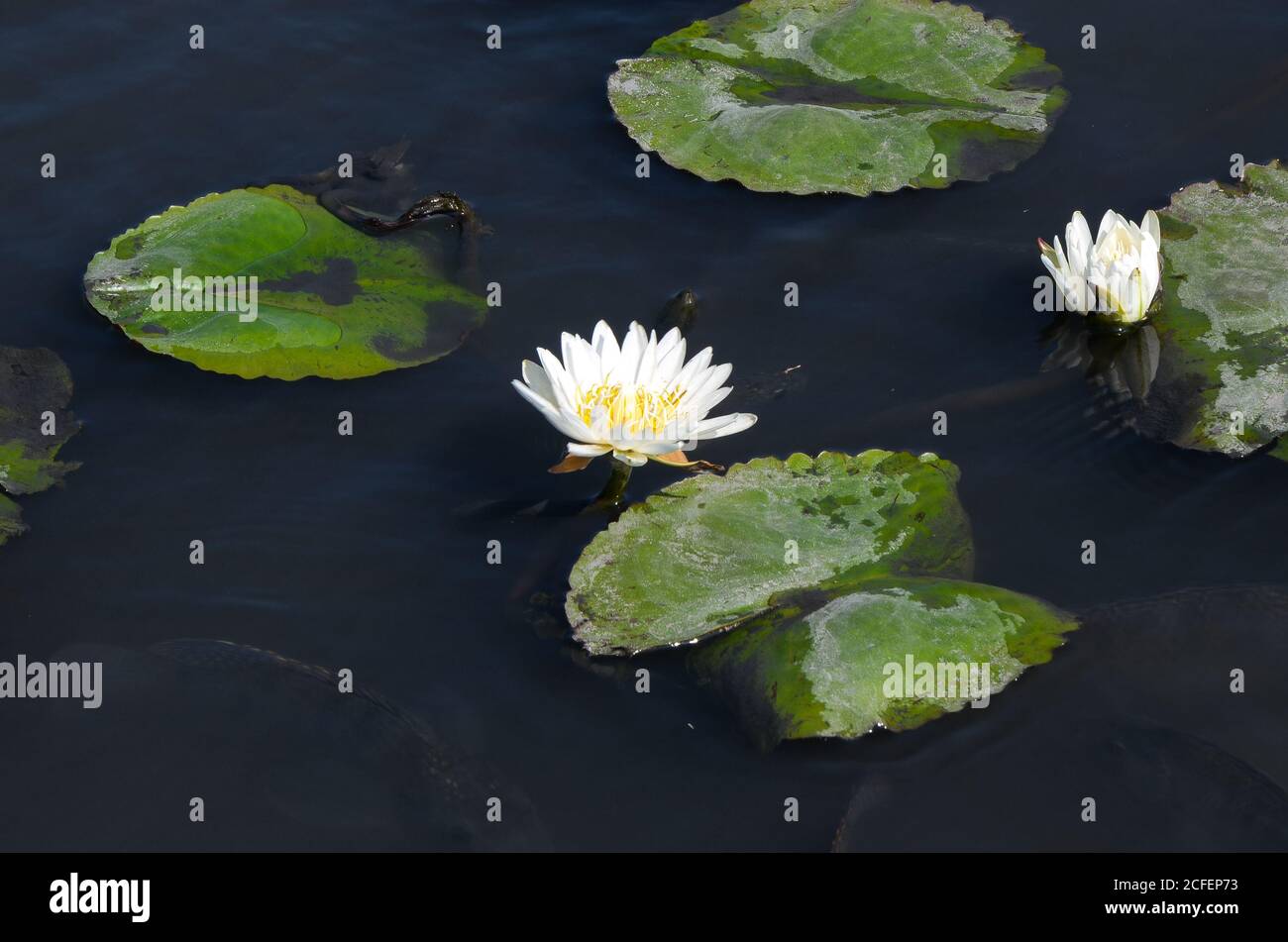 Water lily Nymphaea tetragona Stock Photo - Alamy