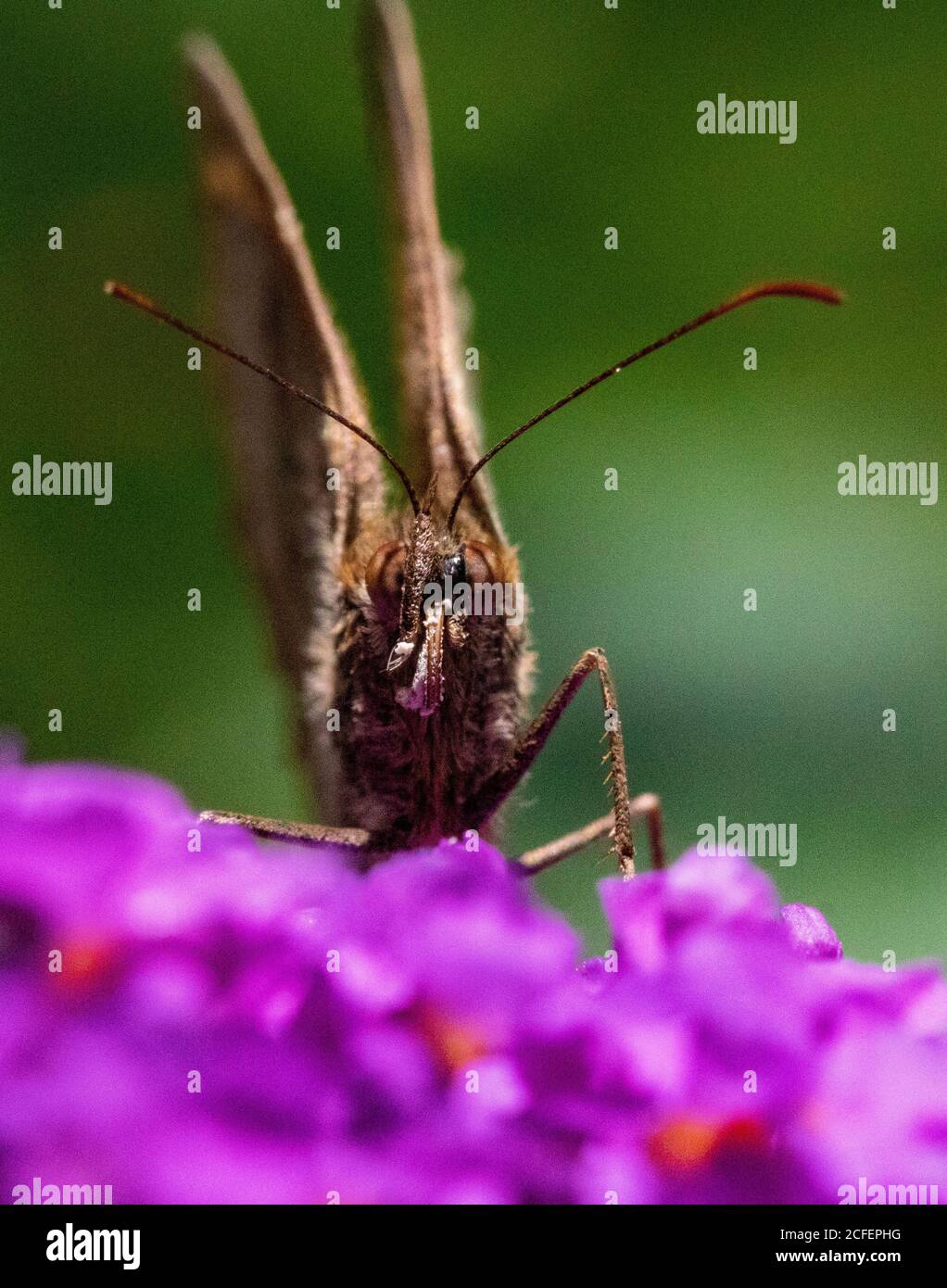 Head on Portrait Image of a Meadow Brown Butterfly (Maniola jurtina) on ...