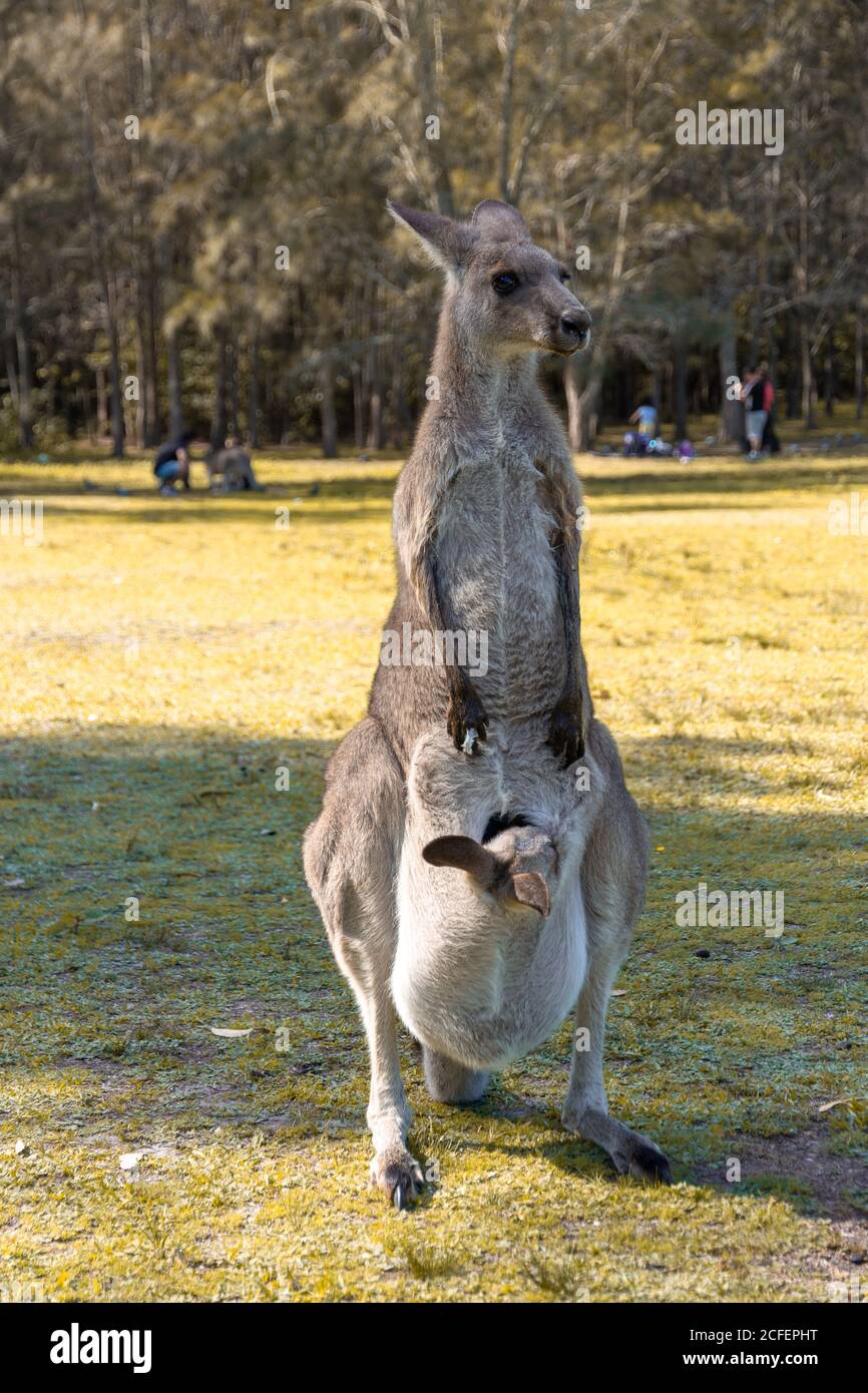 Australian Red kangaroo in the wild Stock Photo - Alamy