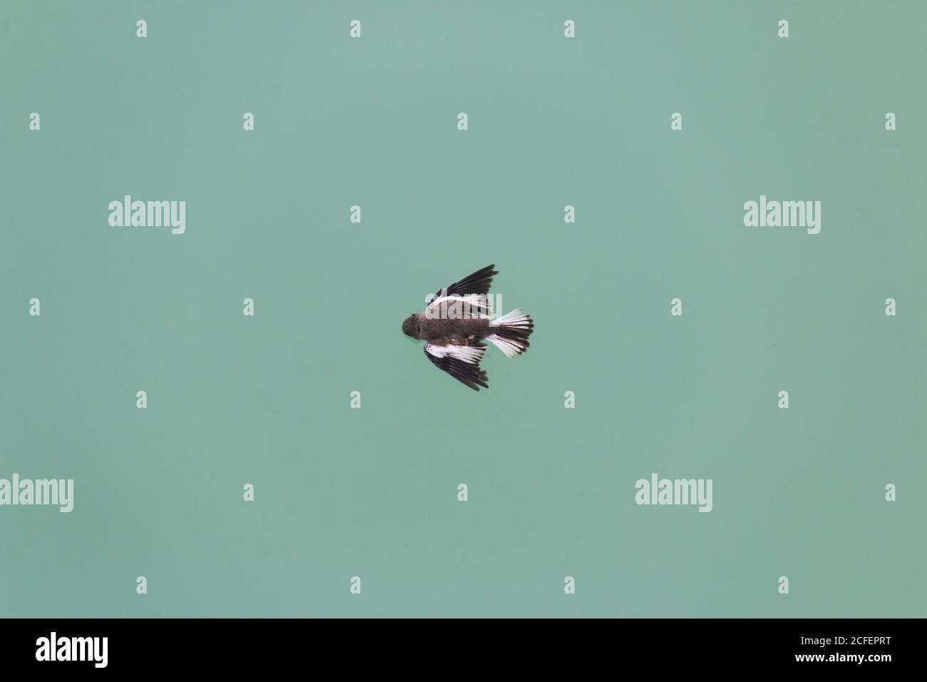 From below gray bird with black and white feathers flying in light ...