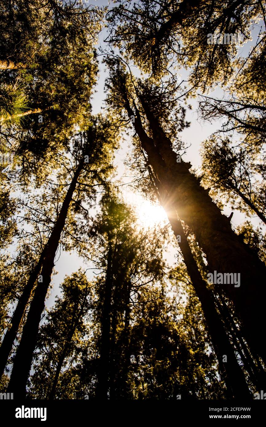 Pine Forest near Ooty pykara tamilnadu India. Pine Tree Forests boasts ...
