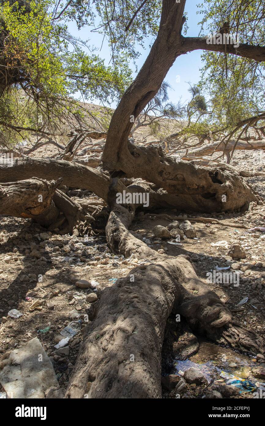 Biggest tree hi-res stock photography and images - Alamy