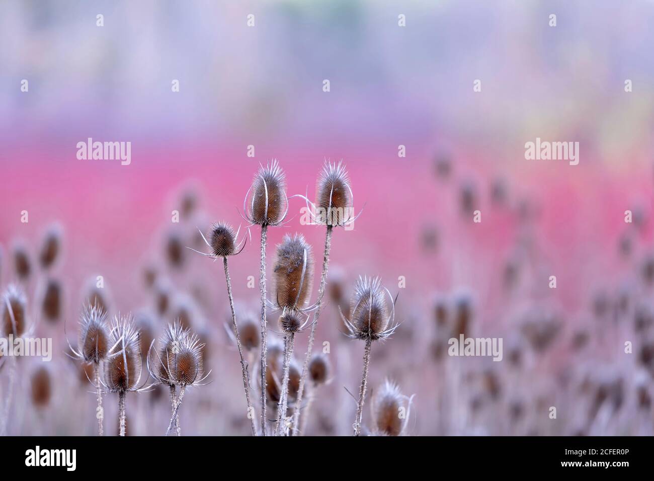 Landscape of a thistle field on blurred purple background Stock Photo ...