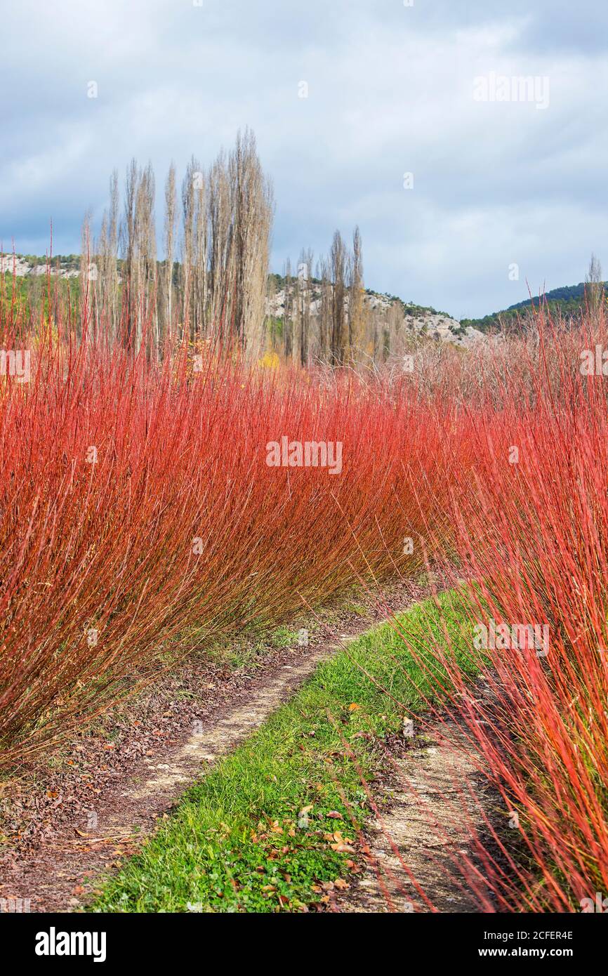 Landscape of a rural road through a red wicker field Stock Photo - Alamy