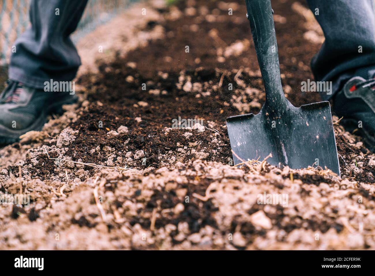 unrecognizable farmer digging soil with shovel in garden Stock Photo ...
