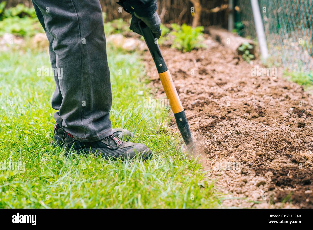 unrecognizable farmer digging soil with shovel in garden Stock Photo ...
