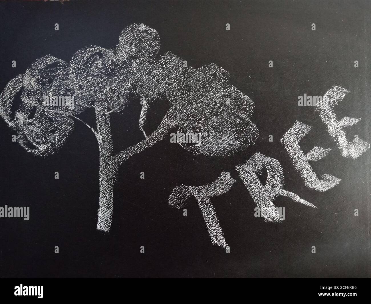 Tree word with drawn diagram displayed on black board for learning and ...
