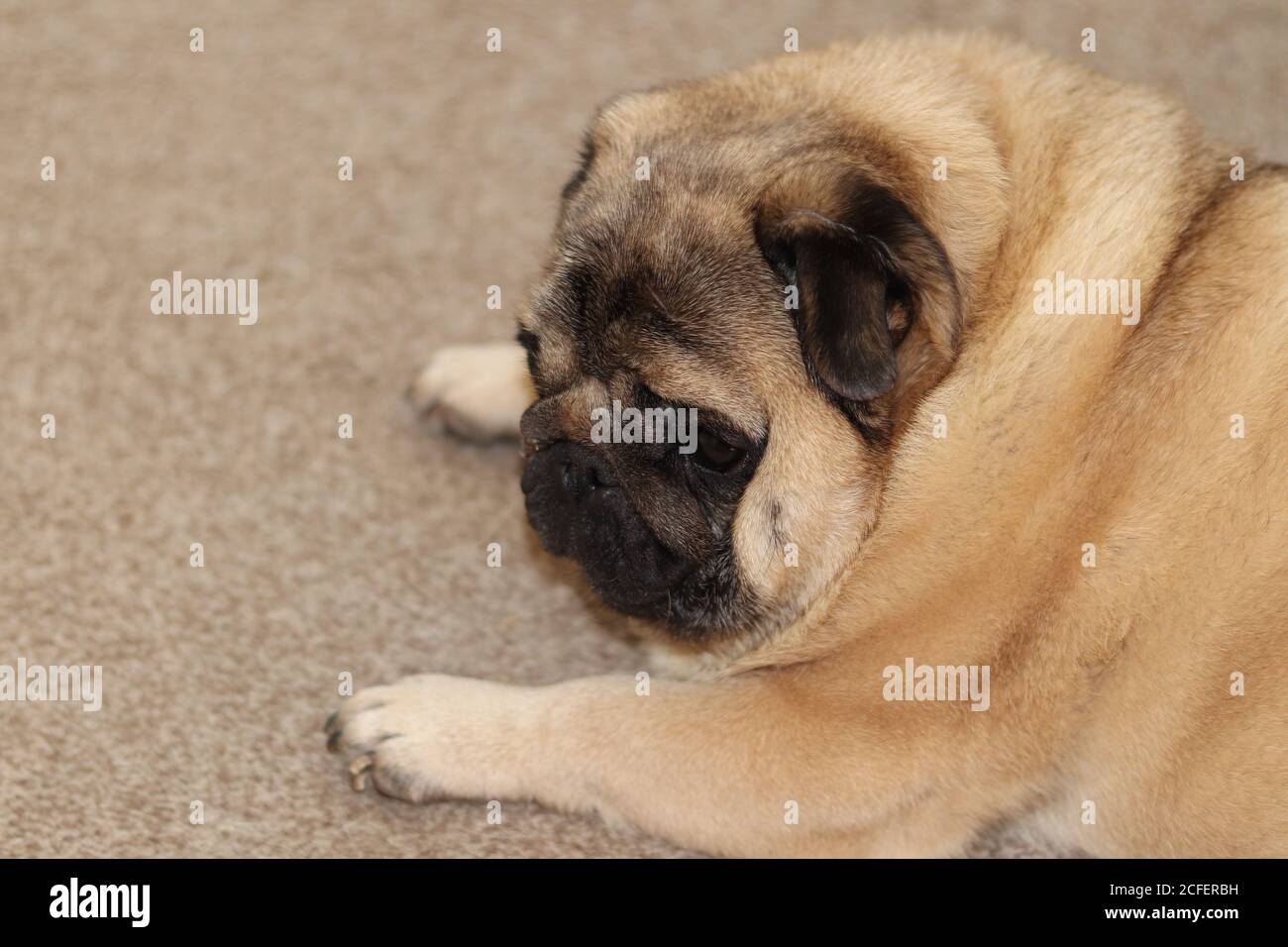 Apricot male pug Stock Photo - Alamy