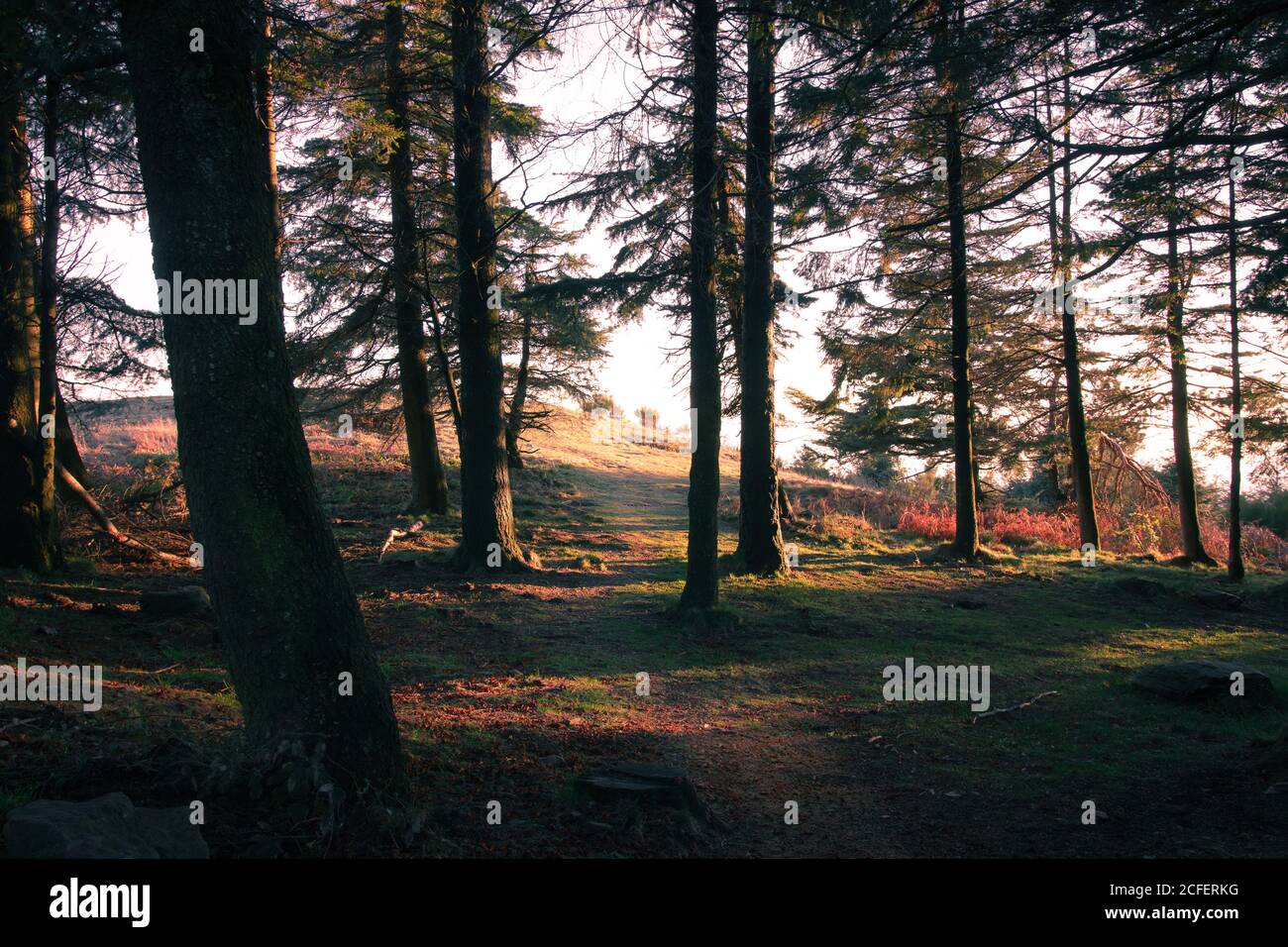 landscape of conifer forest Stock Photo - Alamy