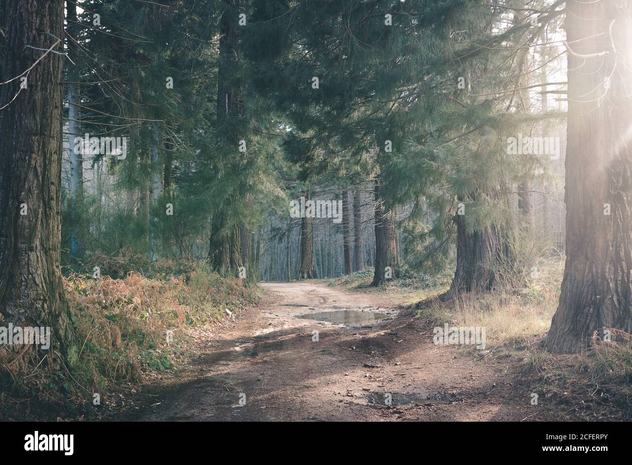Dusty path with small puddle of water going through quiet conifer ...