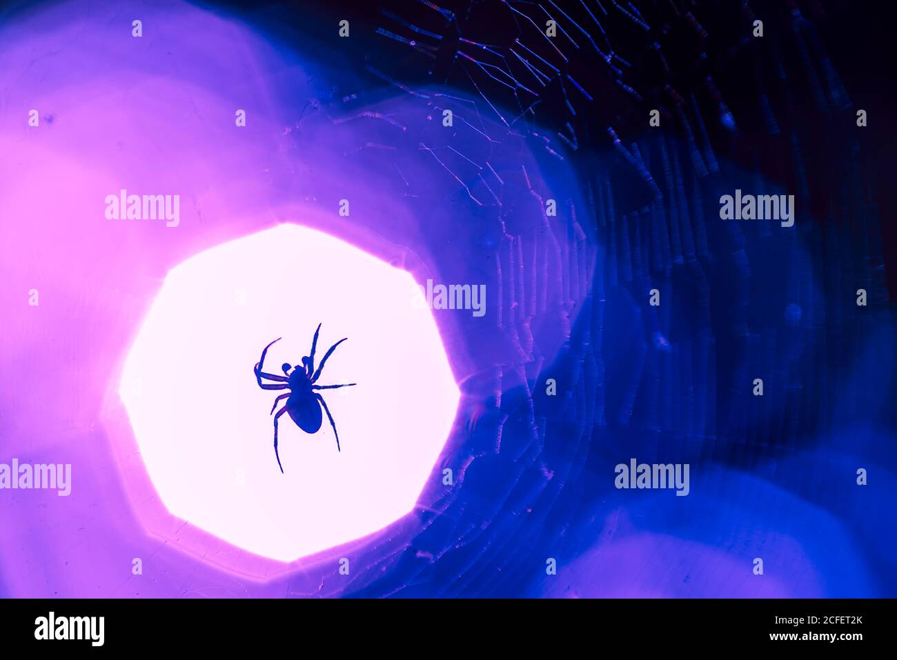a spider sits in its web, spider and cobweb abstract, colorful, cobweb ...