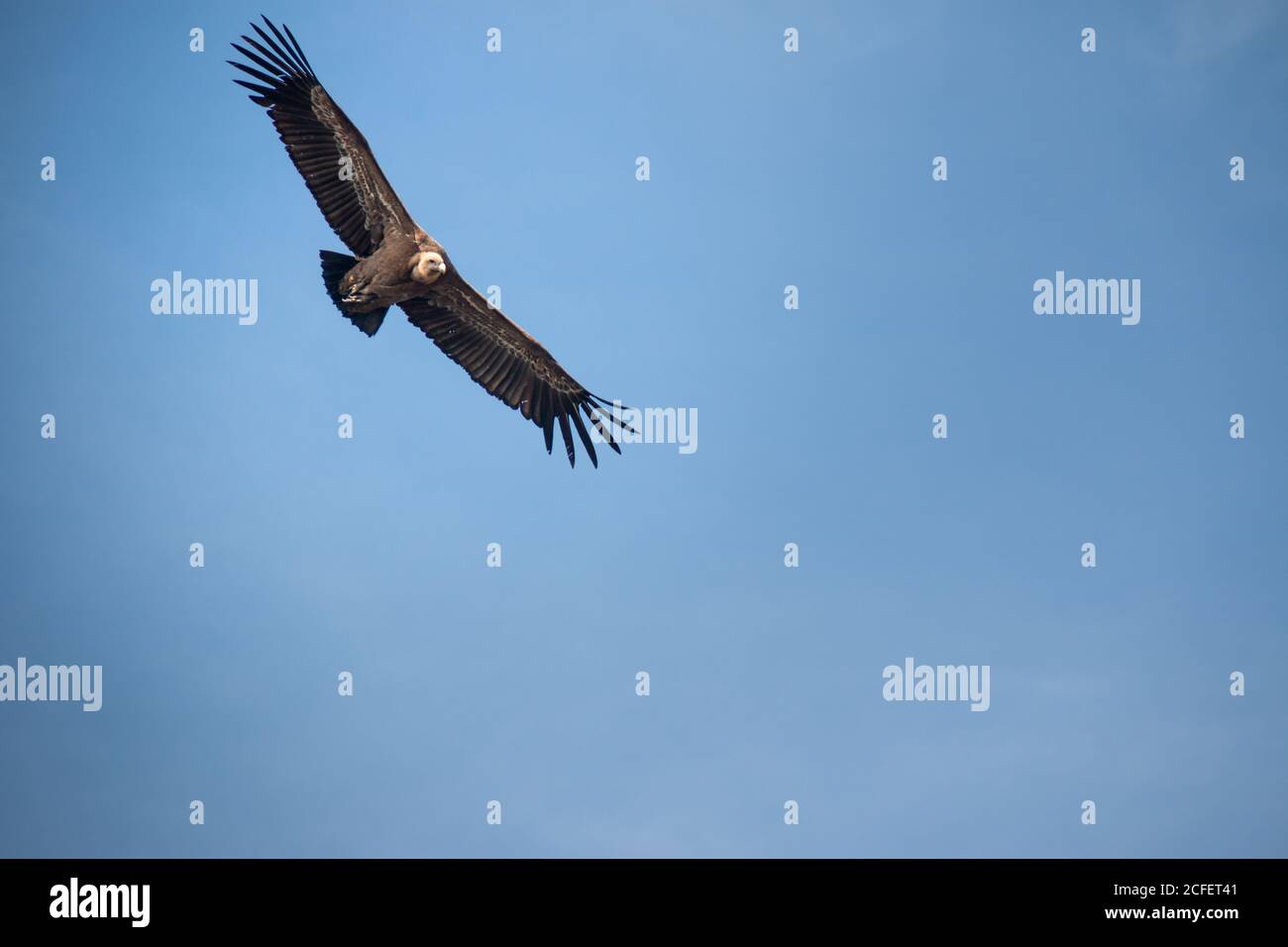 Big hawk hi-res stock photography and images - Alamy