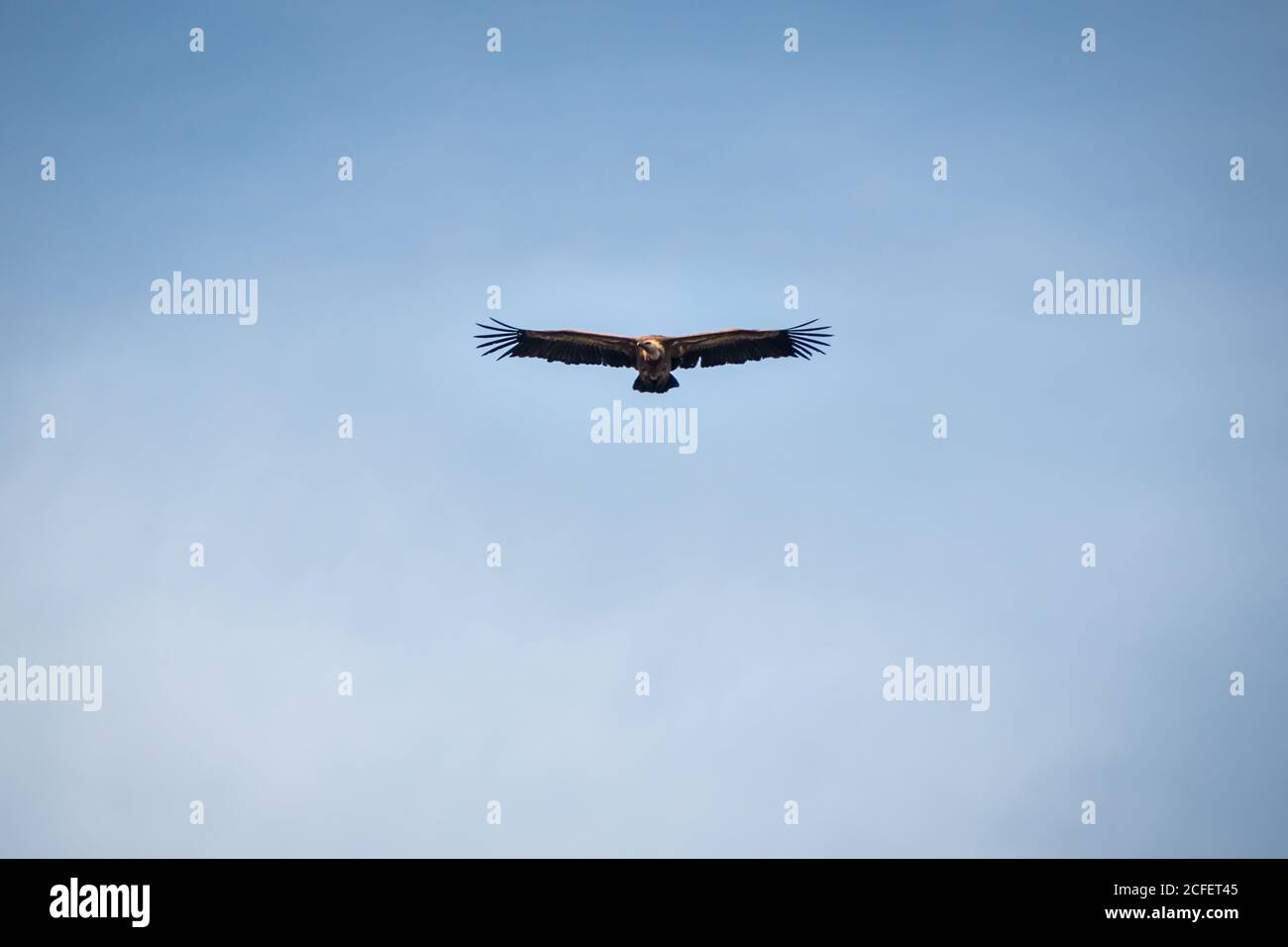 Wild hawk with big wings hovering in clear blue sky Stock Photo - Alamy