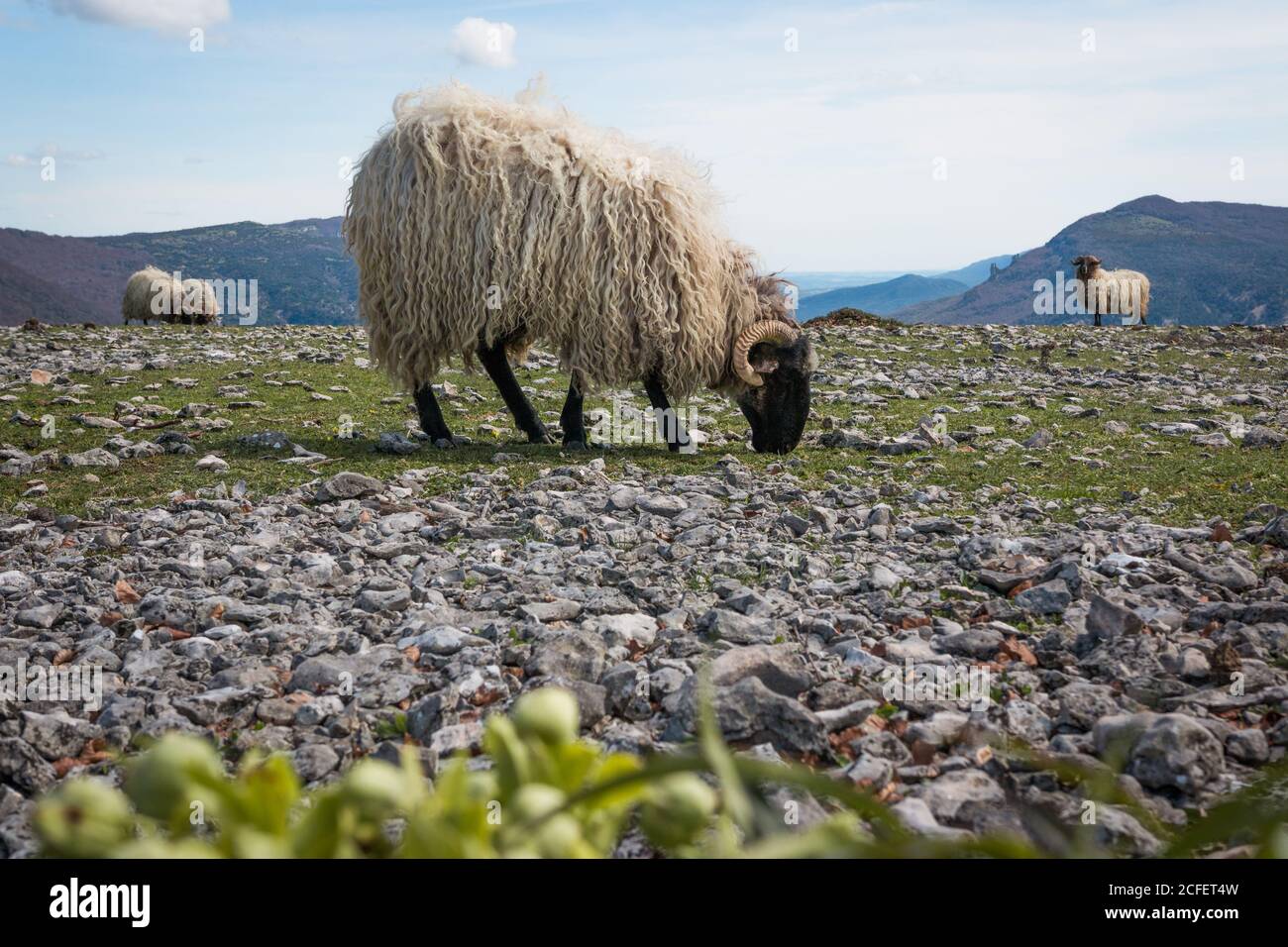 Fluffy sheep hi-res stock photography and images - Alamy