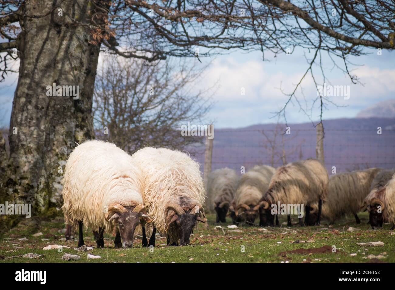 Fluffy sheep hi-res stock photography and images - Alamy