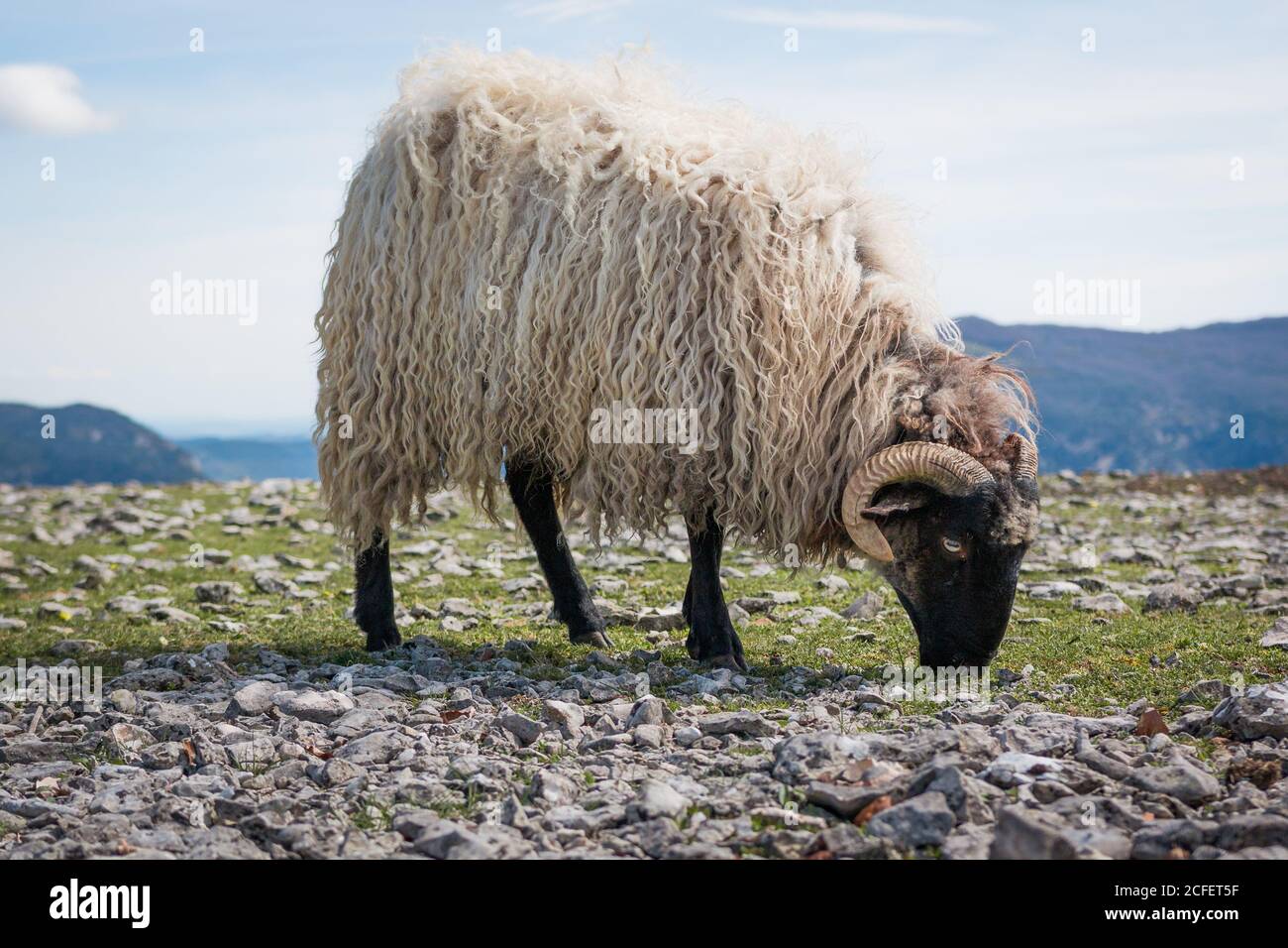 Fluffy sheep hi-res stock photography and images - Alamy