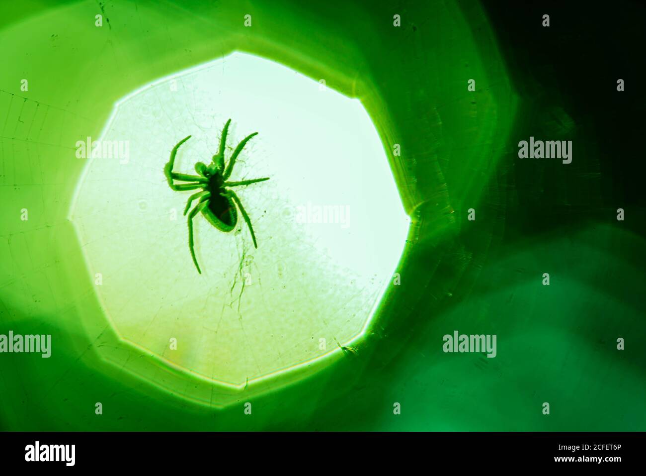 a spider sits in its web, spider and cobweb abstract, colorful, cobweb ...