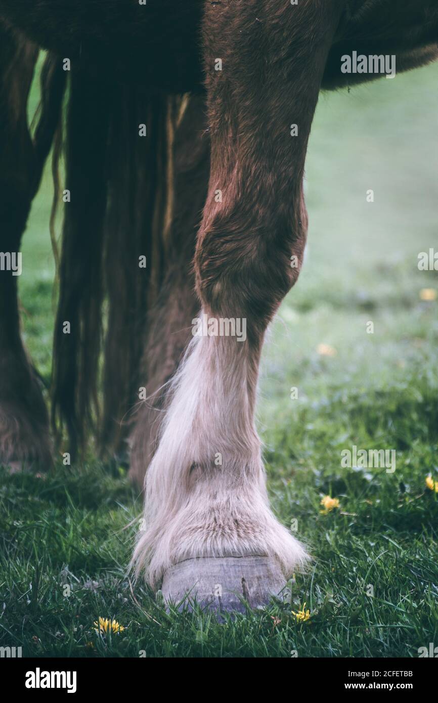 Horse Chestnuts On Legs