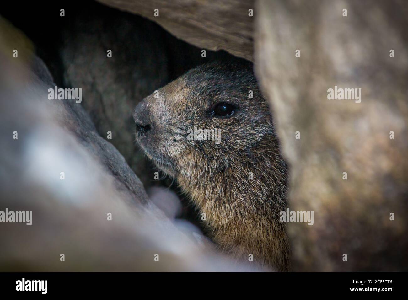 Insectivore teeth hi-res stock photography and images - Alamy