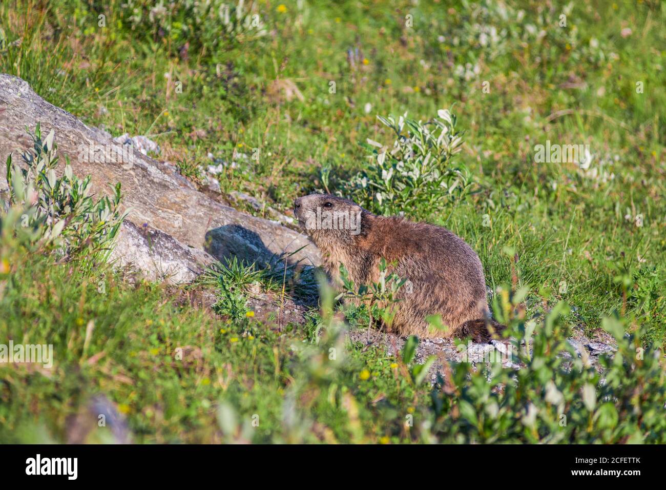 Adorable wild animal burrowing and sitting on green meadow in ...