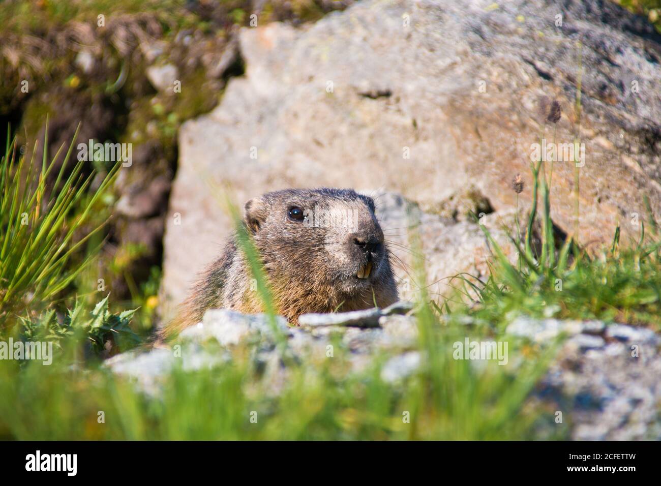 Wild burrowing animal hi-res stock photography and images - Alamy
