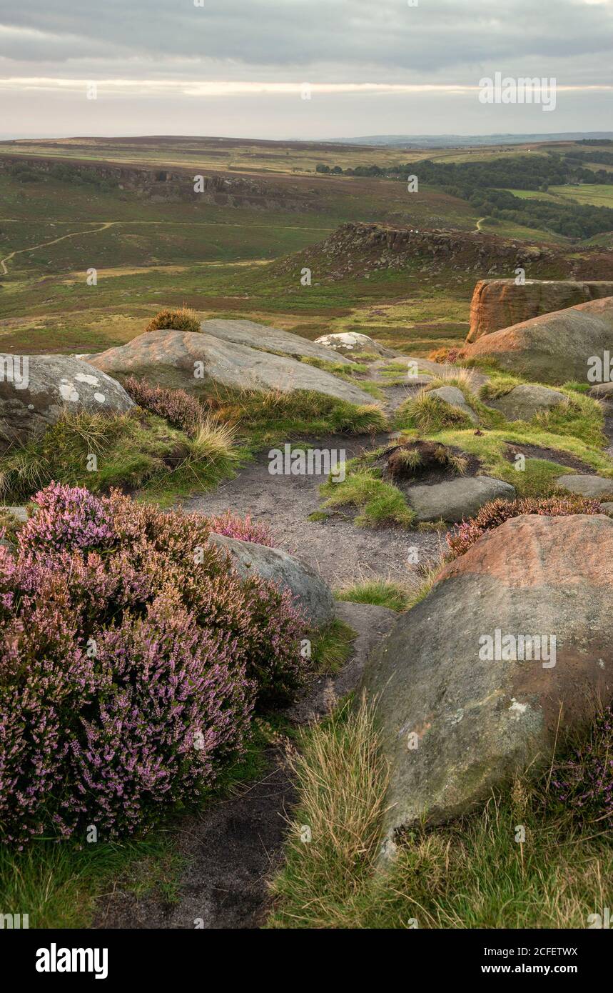 Stunning landscape view of late Summer heather in Peak District around ...
