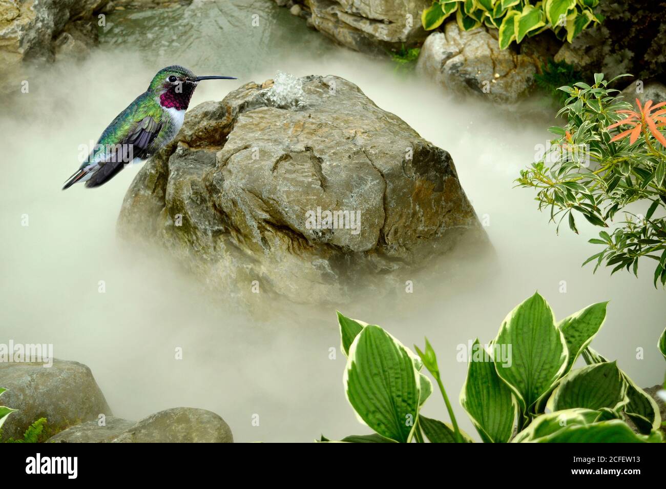 Hummingbird in a rocky water feature covered in mist Stock Photo - Alamy