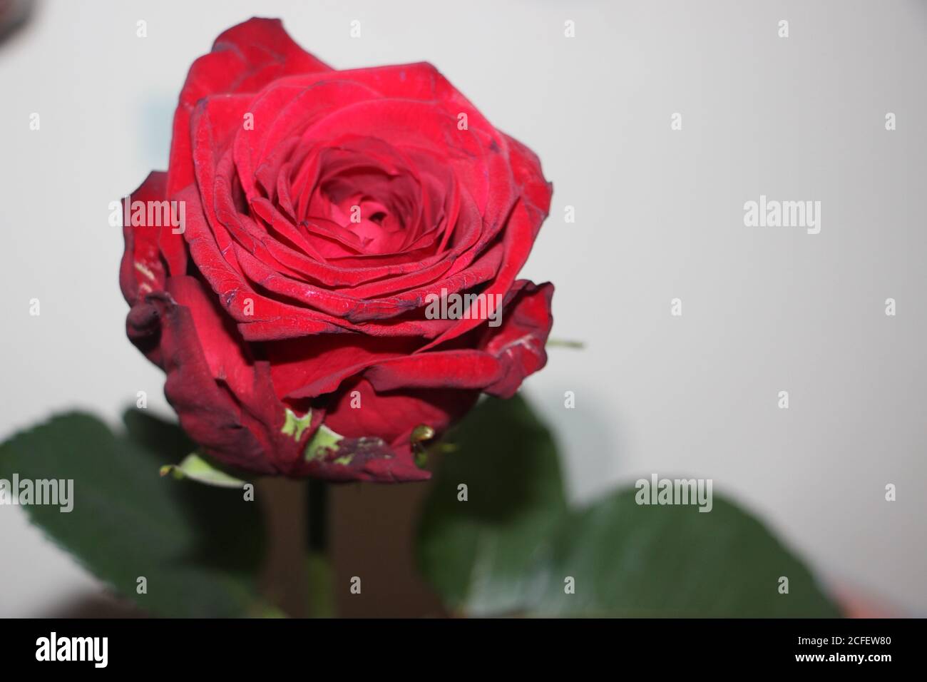 beautiful red rose isolated on light grey background Stock Photo - Alamy