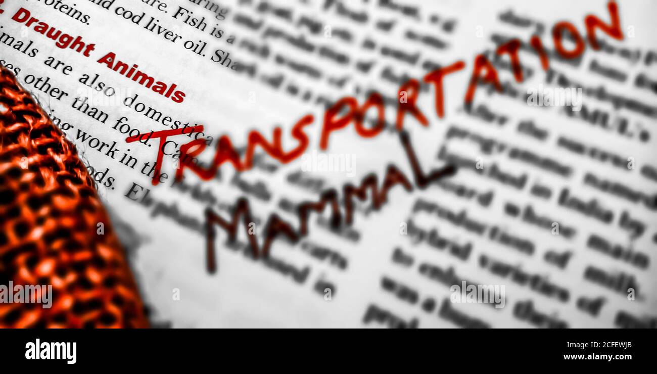 Draught Animals for transportation mammals word highlighted with ...